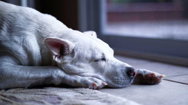 Significado de soñar con perros muertos - Significado de los